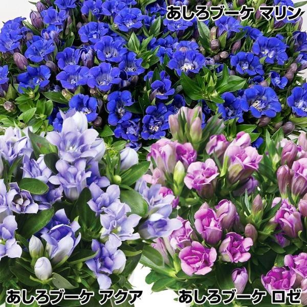 セット内容あしろブーケ ロゼ・マリン・アクア 各1株●学名・英名：Gentiana triflora●商品情報：岩手県八幡平市安代地区で作られた美しい八重咲きリンドウ。従来のリンドウより花もちがよく、長く楽しめます。花数も多くブーケのような...