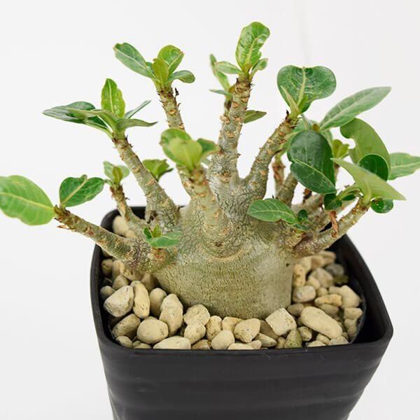 ●学名・英名：Adenium arabicum Monster●商品情報：アデニウムは、コーデックスと呼ばれる塊根植物の一種。幹の基がぷっくりと肥大化する樹姿がとってもユニーク! 分枝しやすく、インテリアに最高。「砂漠のバラ」と呼ばれるほど...