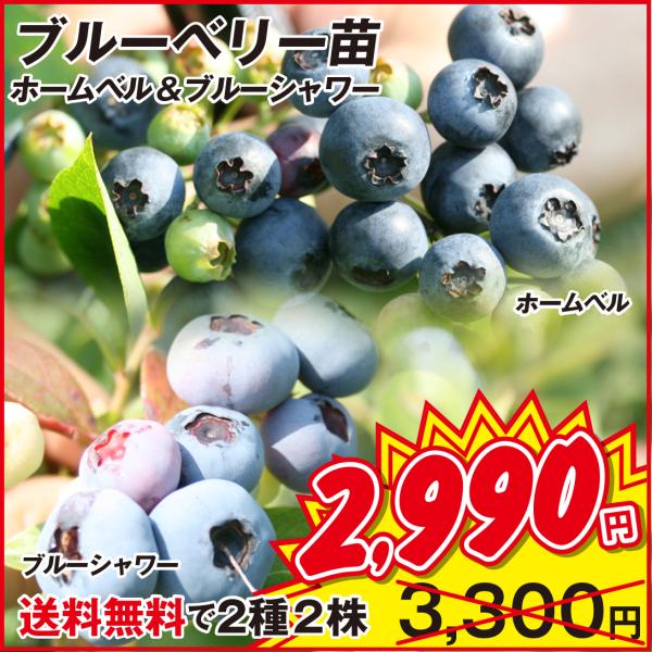 ●セット内容：ブルーシャワー 挿木3年生苗 1株 、ホームベル 挿木3年生苗 1株●商品情報：担当者オススメのラビットアイ系お買得ブルーベリー。ブルーシャワー：強健で育てやすい大粒ブルーベリー。初心者にもオススメです。早生。ホームベル：強健...