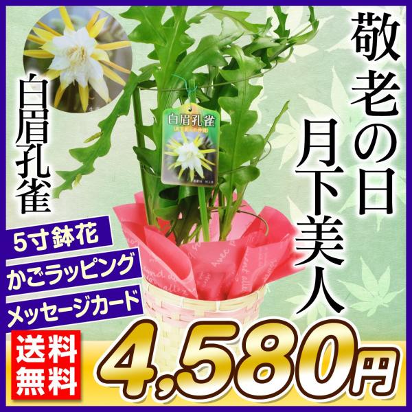 9/16から9/21のいずれかの日にお届けします。(日にち・時間の指定はできません。)●商品情報夕暮れになると咲き始め、一晩で満開になった直後、しぼんでしまう儚い花ですが、さわやかで甘い香りを放つ白い大輪の花は昔から人々を魅了します。「白眉...