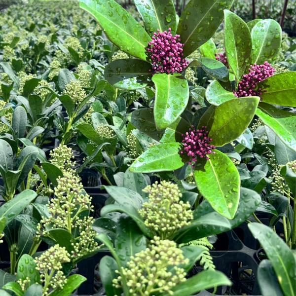 セット内容：ルベラ レッド、ルベラ ホワイト 各1株●学名・英名：Skimmia japonica Rubella●商品情報：スキミアは、「ミヤマシキミ」をオランダで育種した園芸品種。秋から冬にかけて長く観賞できる愛らしい蕾をつけ、春に香り...