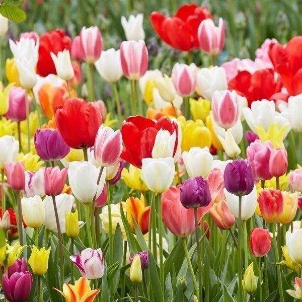 ●学名・英名：Tulipa●商品情報：単色・2色咲チューリップを中心に、3品種以上が入る激安ミックスです。何色のチューリップが咲くかは来年の春のお楽しみ! ユリ科。●お届け状態：球根(開花見込みサイズ)※球根によってサイズが若干異なる場合が...