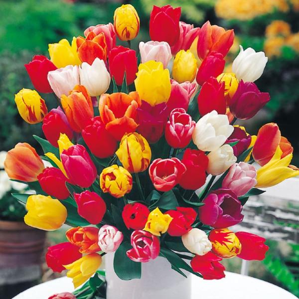 ●学名・英名：Tulipa●商品情報：一重咲きのチューリップ球根の福袋。 3-4品種見計らい・名称付でお届けします。ユリ科。●お届け状態：球根 (開花見込みサイズ)※球根によってサイズが若干異なる場合があります。●開花期(約)：3-5月※関...