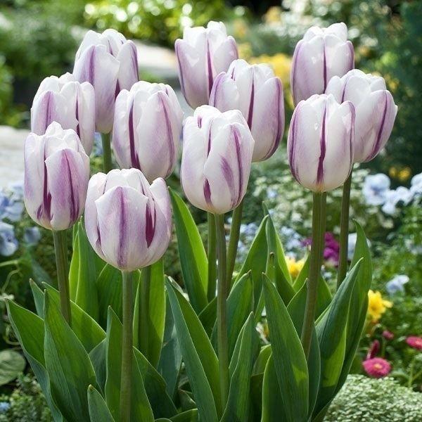 ●学名・英名：Tulipa Flaming Flag●分類：トライアンフ Triumph●商品情報：白と紫の花色がエレガンスで美しいチューリップの球根。2022年フラワーバルブオブザイヤー受賞花。ユリ科。●お届け状態：球根 (開花見込みサイ...