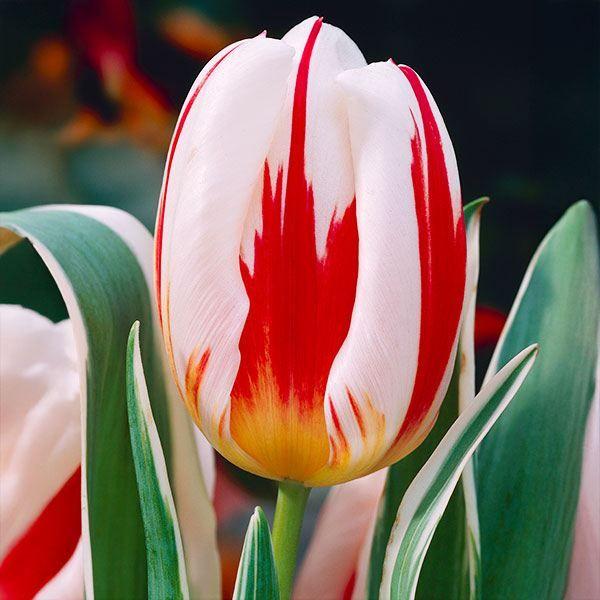 ●学名・英名：Tulipa Happy Generation●分類：トライアンフ Triumph●商品情報：葉に白斑が入るチューリップの球根。ユリ科。●お届け状態：球根 (開花見込みサイズ)※球根によってサイズが若干異なる場合があります。●...