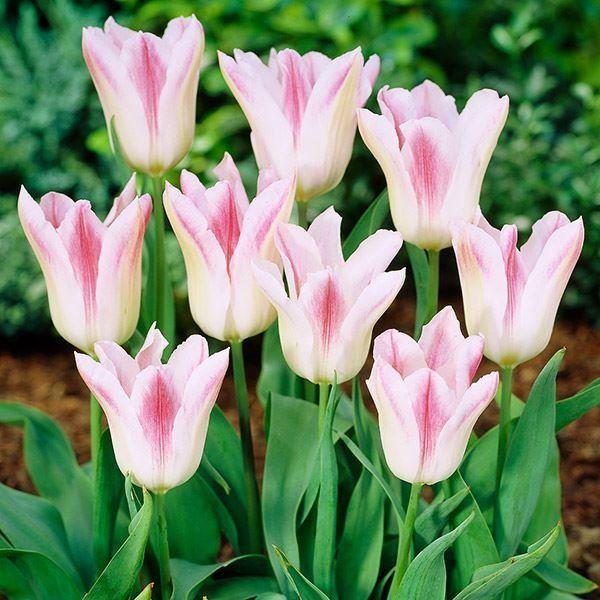 ●学名・英名：Tulipa Holland Chic●分類：ユリ咲き Lily-flowered●商品情報：かわいい配色で人気のチューリップの球根。咲き始めはほぼ真っ白ですが、徐々にピンクの部分が現れ、かわいい2色咲きになります。ユリ科。●...