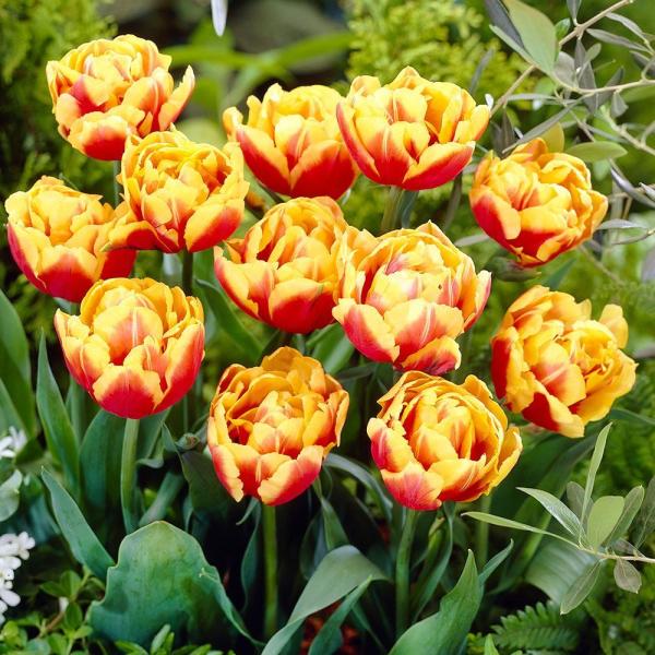 ●学名・英名：Tulipa Double Focus●分類：八重遅咲き Double Late●商品情報：鮮やかな花色と八重咲きチューリップの球根。ユリ科。●お届け状態：球根 (開花見込みサイズ)※球根によってサイズが若干異なる場合がありま...