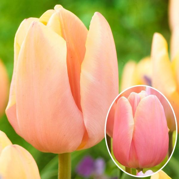 ●学名・英名：Tulipa Mango Charm●分類：トライアンフ Triumph●商品情報：サーモンピンクの淡い色合いがキュートなチューリップ。咲き進むと明桃色地になります。2015年フラワーバルブオブザイヤー受賞花。ユリ科。●お届け...