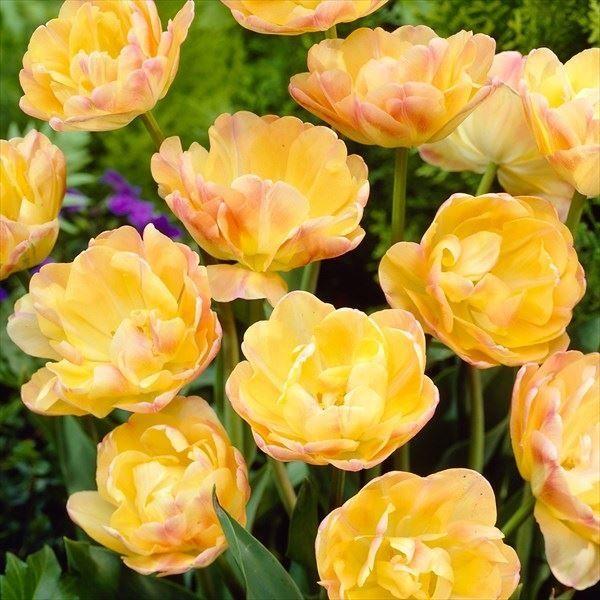 ●学名・英名：Tulipa Creme Upstar●分類：八重遅咲き Double Late●商品情報：クリーム色の八重咲きチューリップ!! 咲き進むと桃色が現れます。2008年フラワーバルブオブザイヤー受賞花。ユリ科。●お届け状態：球根...