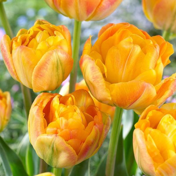 ●学名・英名：Tulipa Granny Award●分類：八重遅咲き Double Late●商品情報：オレンジ色の八重咲チューリップ。アップスター系なので、クリームアップスターやアップスターと開花期が揃います。ユリ科。●お届け状態：球根...