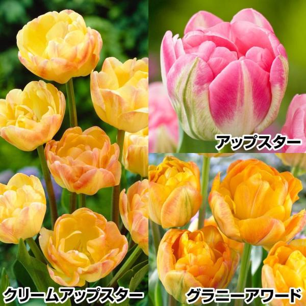 セット内容：クリームアップスター、アップスター、グラニーアワード/各10球●学名・英名：Tulipa●分類：八重遅咲き Double Late●商品情報：同じアップスター系のチューリップなので、開花期が揃いやすいセットです。ユリ科。●お届け...