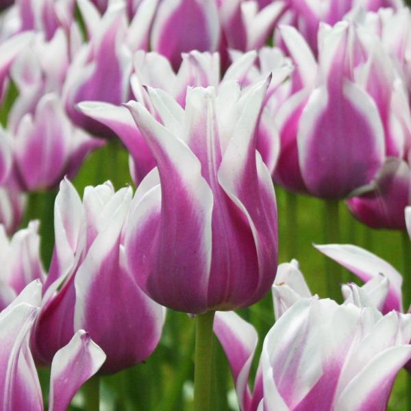 ●学名・英名：Tulipa Ballade●分類：ユリ咲き Lily-flowered●商品情報：コントラストが美しいゆり咲きチューリップの球根。ユリ科。●お届け状態：球根 (開花見込みサイズ) ※品種・花色によって球根のサイズが異なる場合...
