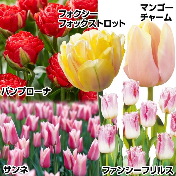 セット内容：サンネ、パンプローナ、ファンシーフリルス、フォクシーフォックストロット、マンゴーチャーム /各5球●学名・英名：Tulipa●分類：サンネ：ユリ咲き Lily-floweredパンプローナ・フォクシーフォックストロット：八重早咲...