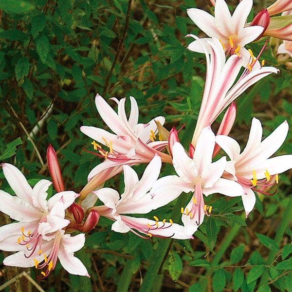 ●学名・英名：Lycoris incarnata●商品情報：白色の花弁に淡紅の筋が映える美しいリコリス。花茎が丈夫で切花におすすめ。性質強健でとても育てやすく、植えっぱなしにすると花つきがよくなります。ヒガンバナ科。●お届け状態：球根 (球...