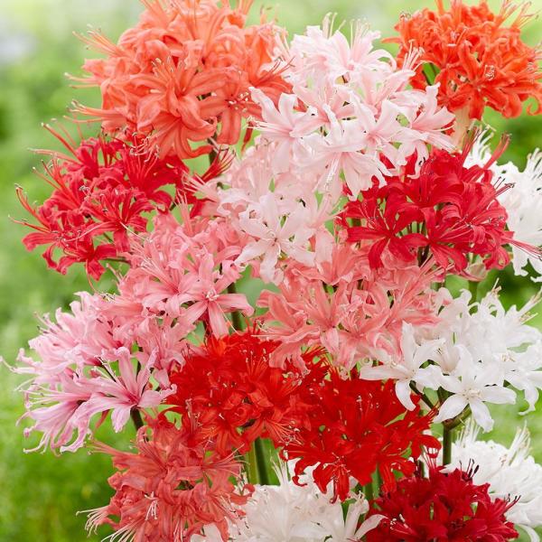 ●商品情報：ダイヤモンドリリーはキラキラ輝くような花弁がとてもキレイ! 花もち抜群で長く楽しめます。乾燥し、窮屈なところを好むので地植えにはせず、鉢植えにします。冬は凍らないように管理。別名「ネリネ・サルニエンシス」。ヒガンバナ科。●お届け...