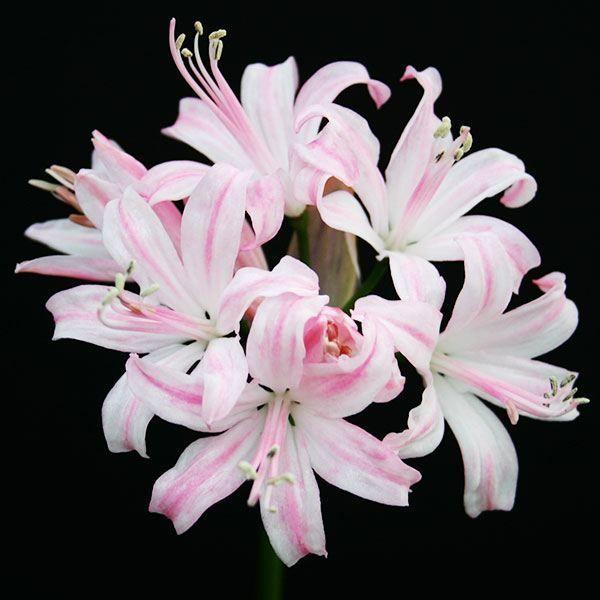●学名・英名：Nerine Love la Drecen's●商品情報：白地に桃色の筋が入る美しいネリネ。花もち抜群で長く楽しめます。乾燥し、窮屈なところを好むので地植えにはせず、鉢植えにします。冬は凍らないように管理。ヒガンバナ科。注）今...