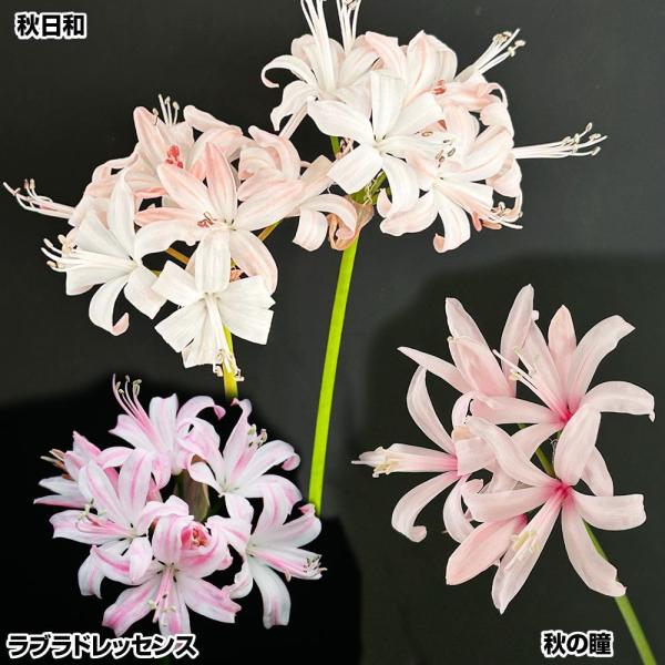 セット内容秋の瞳・秋日和・ラブラドレッセンス 各1球●商品情報：キラキラ輝くような花弁がとてもキレイ。高級品種を集めたネリネのセット。花もち抜群で長く楽しめます。乾燥し、窮屈なところを好むので地植えにはせず、鉢植えにします。冬は凍らないよう...
