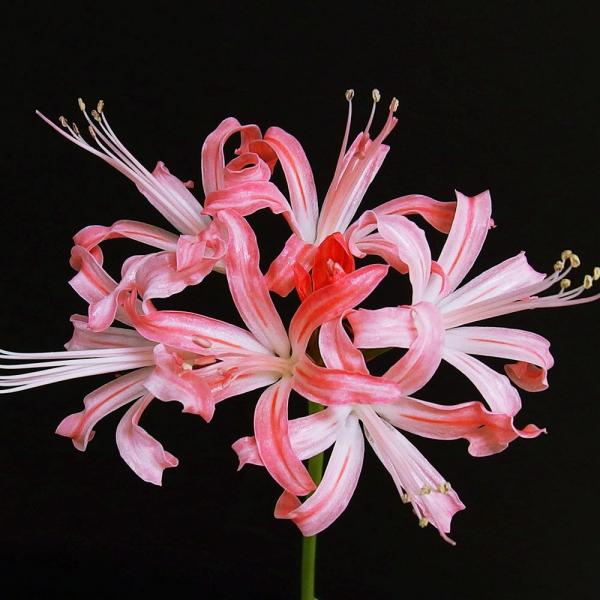 ●学名・英名：Nerine Tonchan●商品情報：コンパクトな花姿で、ピンクと白とのコントラストが可愛いネリネ。花もち抜群で長く楽しめます。乾燥し、窮屈なところを好むので地植えにはせず、鉢植えにします。冬は凍らないように管理。ヒガンバナ...