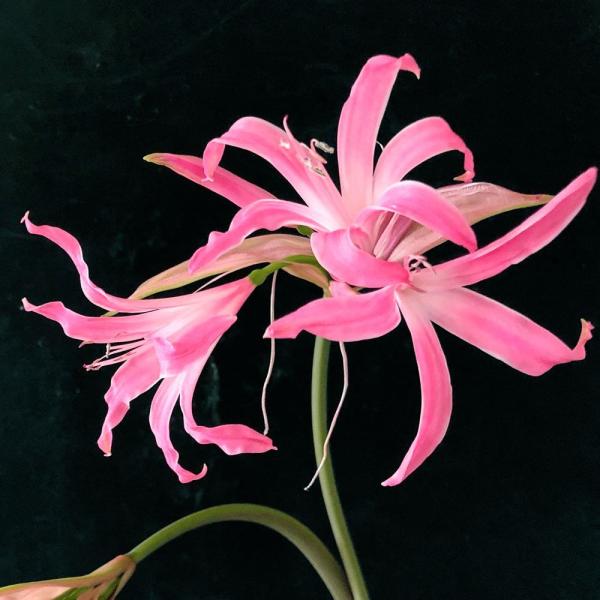 ●学名・英名：Nerine Mgnifica●商品情報：他のネリネより茎も花も大きく、存在感抜群!! 花が咲いている時期にも葉がどんどん生長するので大株になり、素晴らしい。球根も通常のネリネよりも大きい。関東以西の暖地では露地植え可能です。...