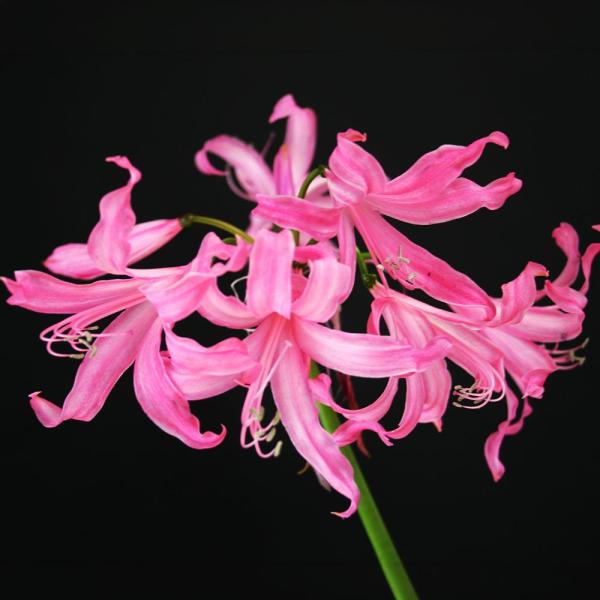 ●学名・英名：Nerine Friteri●商品情報：他のネリネより茎も花も大きく、存在感抜群!! フレッチェリーは青茎です。関東以西の暖地では露地植え可能です。ヒガンバナ科。注）今年は開花しない可能性があります。予めご了承ください。●お届...