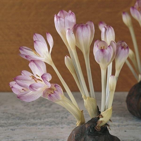 ●学名・英名：Colchicum The Giant●商品情報：コルチカムは生命力が強く、水や土がなくても立派に開花!! バスケットに数球詰めて置くだけで、簡単フラワーバスケットになります。庭植えなら数年植えっぱなしでも大丈夫です。イヌサフ...
