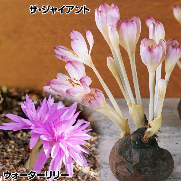 セット内容ウォーターリリー・ザ・ジャイアント●学名・英名：Colchicum●商品情報：コルチカムは生命力が強く、水や土がなくても立派に開花!! バスケットに数球詰めて置くだけで、簡単フラワーバスケットになります。庭植えなら数年植えっぱなし...