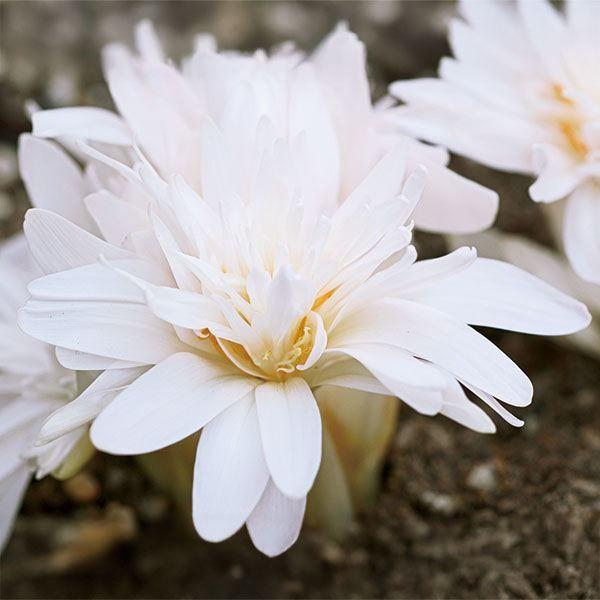 ●学名・英名：Colchicum Alboplenum●商品情報：八重咲きの白花コルチカム。生命力が強く、水や土がなくても立派に開花!! バスケットに数球詰めて置くだけで、簡単フラワーバスケットになります。庭植えなら数年植えっぱなしでも大丈...