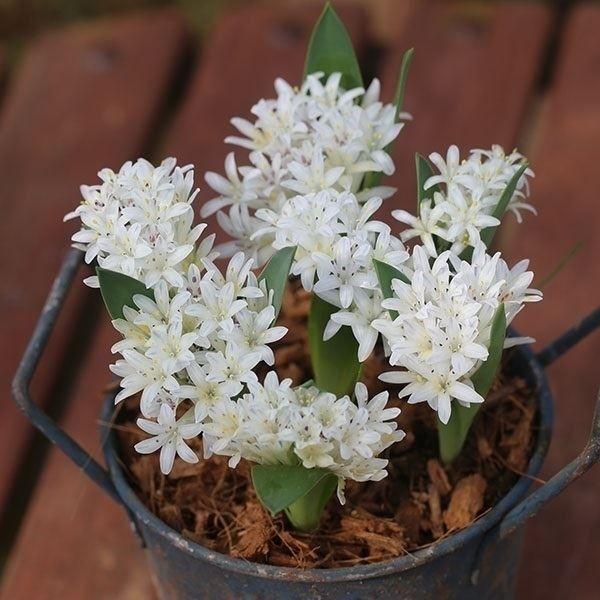●学名・英名：Lachenalia (Polyxena) ensifolia●商品情報：ポリキセナは可愛らしい花を咲かせる多肉植物の球根です。現在の分類ではラケナリア属に編入。●お届け状態：球根 (開花見込みサイズ)●開花期(約)：10-1...