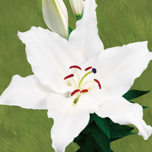 ●学名・英名：Lilium Kremlin●商品情報：カサブランカより2回り大きい、花径30cm以上の超巨大輪オリエンタルリリー!!香りはカサブランカより弱い。宮崎県の自社農場で大量生産＆徹底管理しており、安さ日本一に挑戦しているお買い得オ...