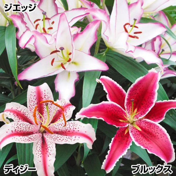 セット内容：ディジー・ジエッジ・ブルックス●学名・英名：Lilium●商品情報：明るく華やかな色合いが切花にピッタリのオリエンタルリリー。芳香あり。●お届け状態：球根●開花期：6-7月●草丈：中(80-120cm)●耐寒性：強●日照：半日陰...