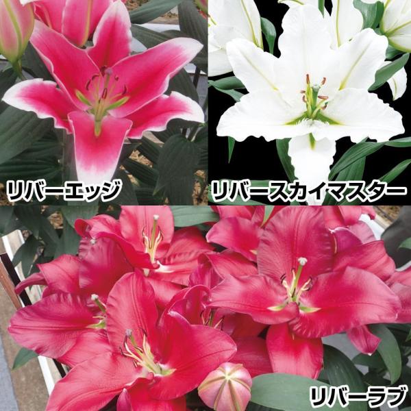 セット内容：リバーエッジ、リバースカイマスター、リバーラブ●学名・英名：Lilium●商品情報：無花粉で育てやすいオリエンタルリリーのセット。芳香あり。●お届け状態：球根●開花期：6-7月●草丈：中(80-120cm)●耐寒性：強●日照：半...