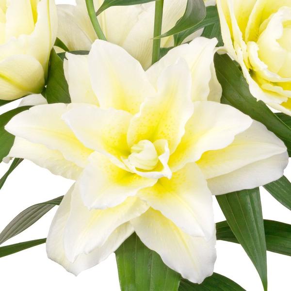 ●学名・英名：Lilium Roselily Ludwina●商品情報：ローズリリーは他の八重咲品種に比べて茎が強く、花ユリでトップクラスの花もちを誇ります。また、切花にしても主張しすぎないマイルドな香りが魅力的で、花粉も出ません。ルドウィ...