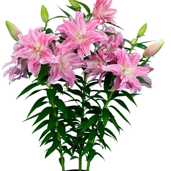 ●学名・英名：Lilium Roselily Azra●商品情報：ローズリリーは他の八重咲品種に比べて茎が強く、花ユリでトップクラスの花もちを誇ります。また、切花にしても主張しすぎないマイルドな香りが魅力的で、花粉も出ません。べランダ・鉢植...