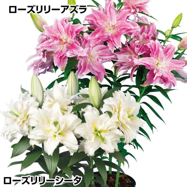 セット内容：ローズリリーシータ、ローズリリーアズラ●学名・英名：Lilium●商品情報：ローズリリーは他の八重咲品種に比べて茎が強く、花ユリでトップクラスの花もちを誇ります。また、切花にしても主張しすぎないマイルドな香りが魅力的で、花粉も出...