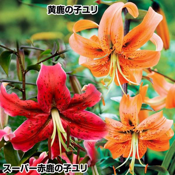 ●学名・英名：Lilium ●商品情報：ユリの中で最も遅い8月に咲く、育てやすい原種ユリ！鹿の子絞りを思わせる花弁の模様が名前の由来です。花形の美しさから世界中で愛されています。●お届け状態：球根●開花期：7-8月●草丈：1-1.5m●花径...