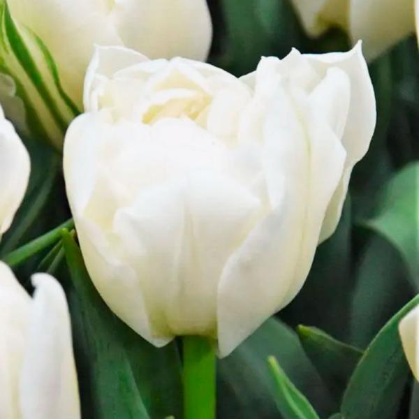 ●学名・英名：Tulipa Popcorn●分類：八重早咲き Double Early●商品情報：鉢栽培に最適な草丈が低い八重咲きチューリップの球根。ポップコーンが弾けたように見える花弁が名の由来。 ユリ科。●お届け状態：球根(開花見込みサ...