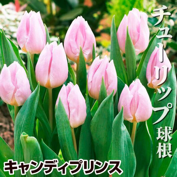 ●学名・英名：Tulipa Candy Prince●分類：トライアンフ Triumph●商品情報：淡く優しい花色のチューリップの球根。ほのかな香り。ユリ科。●お届け状態：球根 (開花見込みサイズ)※球根によってサイズが若干異なる場合があり...