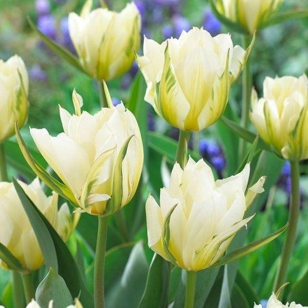 ●学名・英名：Tulipa White Valley (Exotic Emperor)●分類：八重早咲き Double Early●商品情報：花形が珍しいチューリップの球根。ユリ科。●お届け状態：球根 (開花見込みサイズ)※球根によってサイ...