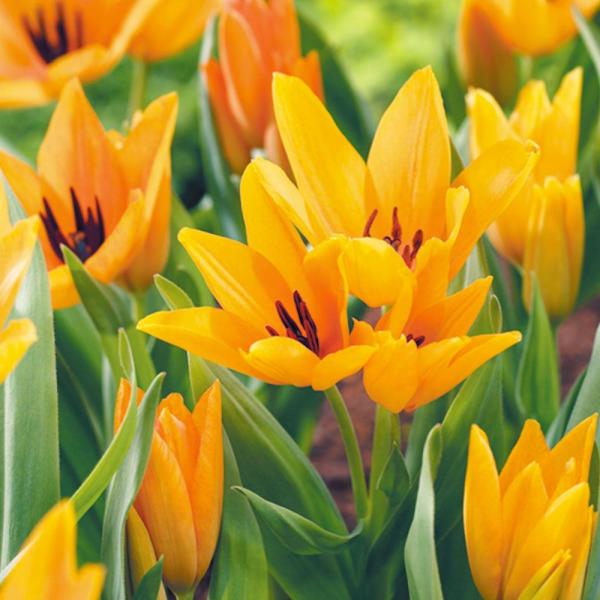 ●学名・英名：Tulipa praestans Shogun●商品情報：一般的な交配種のチューリップより性質が強く、2〜3年植えっぱなしでもOKな原種系チューリップ。原種系チューリップの中ではやや花が大きめの品種。ユリ科。●お届け状態：球根...