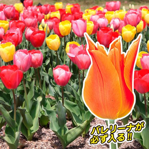 ●学名・英名：Tulipa●分類：バレリーナ：ユリ咲き Lily-flowered●商品情報：バレリーナ(5球)を必ず含み、残りは何が入るかお楽しみのチューリップの福袋です。ユリ科。※開花期・草丈は揃いません。●お届け状態：球根(開花見込み...