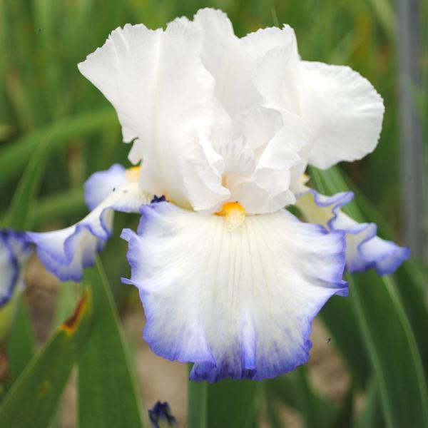 ●学名・英名：Iris (Tall Bearded)・Queen's Circle●商品情報：虹の花(レインボーフラワー)とも呼ばれ、ドレスをまとったような優雅な花姿で人気の高いジャーマンアイリス。暑さ・寒さに強く栽培簡単。乾燥を好み、地植...
