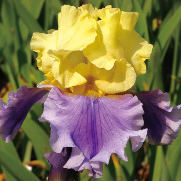 ●学名・英名：Iris (Tall Bearded)・Edith Woleford●商品情報：虹の花(レインボーフラワー)とも呼ばれ、ドレスをまとったような優雅な花姿で人気の高いジャーマンアイリス。暑さ・寒さに強く栽培簡単。乾燥を好み、地植...