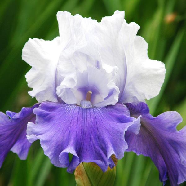 ●学名・英名：Iris (Tall Bearded)・Mariposa Skies●商品情報：虹の花(レインボーフラワー)とも呼ばれ、ドレスをまとったような優雅な花姿で人気の高いジャーマンアイリス。暑さ・寒さに強く栽培簡単。乾燥を好み、地植...