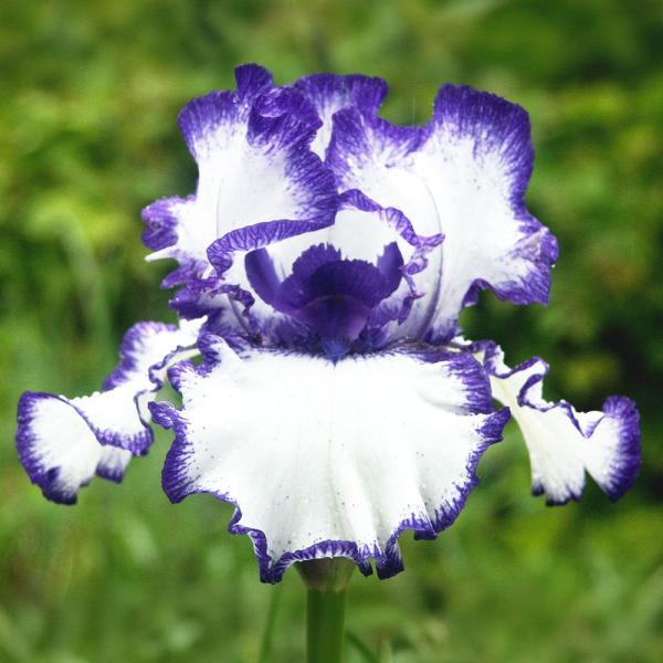 ●学名・英名：Iris (Tall Bearded)・Rare Treat●商品情報：虹の花(レインボーフラワー)とも呼ばれ、ドレスをまとったような優雅な花姿で人気の高いジャーマンアイリス。暑さ・寒さに強く栽培簡単。乾燥を好み、地植えなら水...