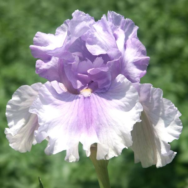 ●学名・英名：Iris (Tall Bearded)・Time Scape●商品情報：虹の花(レインボーフラワー)とも呼ばれ、ドレスをまとったような優雅な花姿で人気の高いジャーマンアイリス。暑さ・寒さに強く栽培簡単。乾燥を好み、地植えなら水...