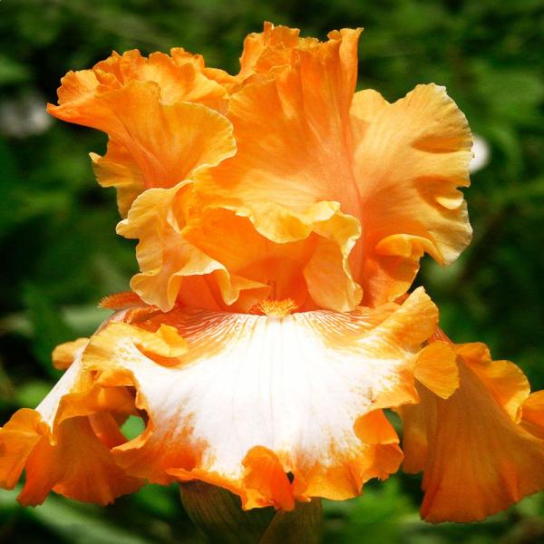 ●学名・英名：Iris (Tall Bearded)・Cajun Rhythm●商品情報：虹の花(レインボーフラワー)とも呼ばれ、ドレスをまとったような優雅な花姿で人気の高いジャーマンアイリス。暑さ・寒さに強く栽培簡単。乾燥を好み、地植えな...
