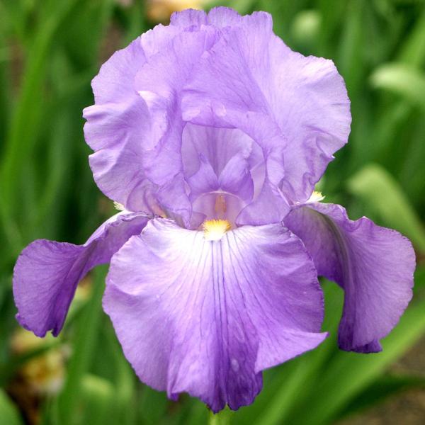 ●学名・英名：Iris (Tall Bearded)・Ｍarie francis●商品情報：虹の花(レインボーフラワー)とも呼ばれ、ドレスをまとったような優雅な花姿で人気の高いジャーマンアイリス。暑さ・寒さに強く栽培簡単。乾燥を好み、地植え...