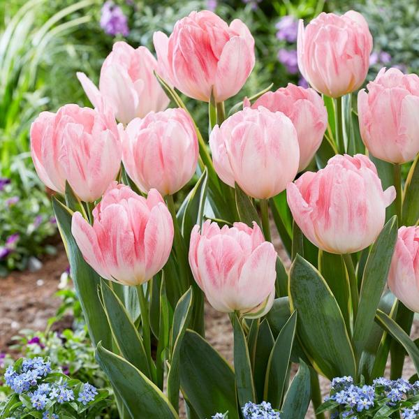 ●学名・英名：Tulipa Foxtrot Design●分類：八重早咲き Double Early●商品情報：斑入りの八重咲チューリップ。ユリ科。●お届け状態：球根 (開花見込みサイズ)※球根によってサイズが若干異なる場合があります。●開...