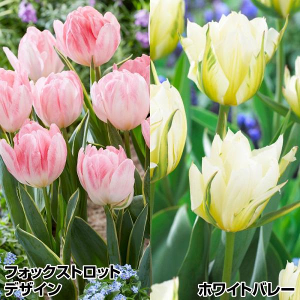 セット内容：フォックストロットデザイン、ホワイトバレー /各10球●学名・英名：Tulipa●分類：八重早咲き Double Early●商品情報：珍しい特徴を持った豪華な八重咲チューリップのセット。ユリ科。●お届け状態：球根(開花見込みサ...