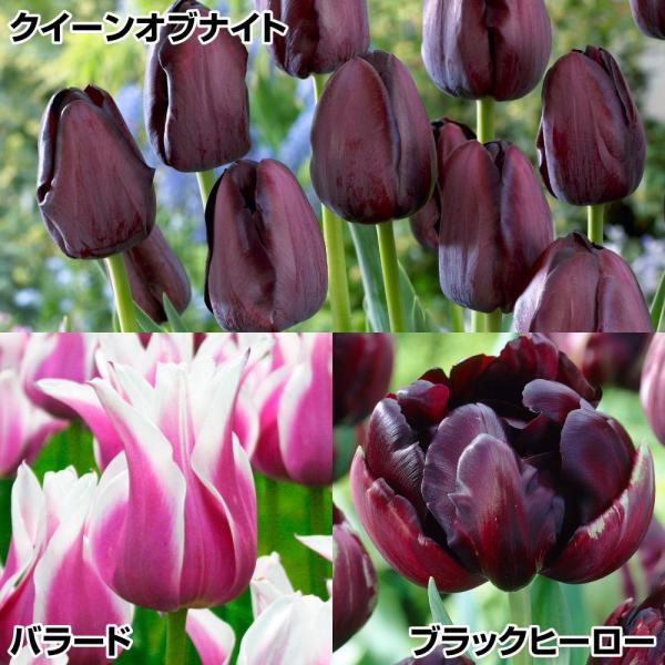 セット内容：ブラックヒーロー、クイーンオブナイト、バラード /各10球●学名・英名：Tulipa●分類：ブラックヒーロー：八重遅咲き Double Lateクイーンオブナイト：一重遅咲き Single Lateバラード：ユリ咲き Lily-...